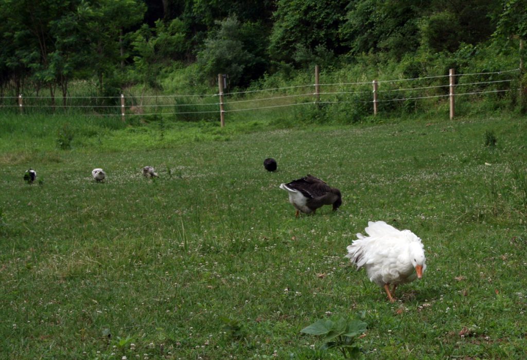 Why Keeping Geese on the Farm is Beneficial - Backyard Poultry